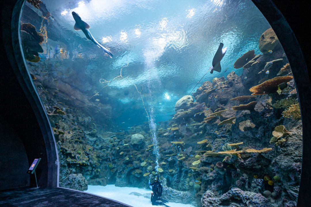 Seattle Aquarium’s New Ocean Pavilion Tells the Ocean’s Story | Seattle Met