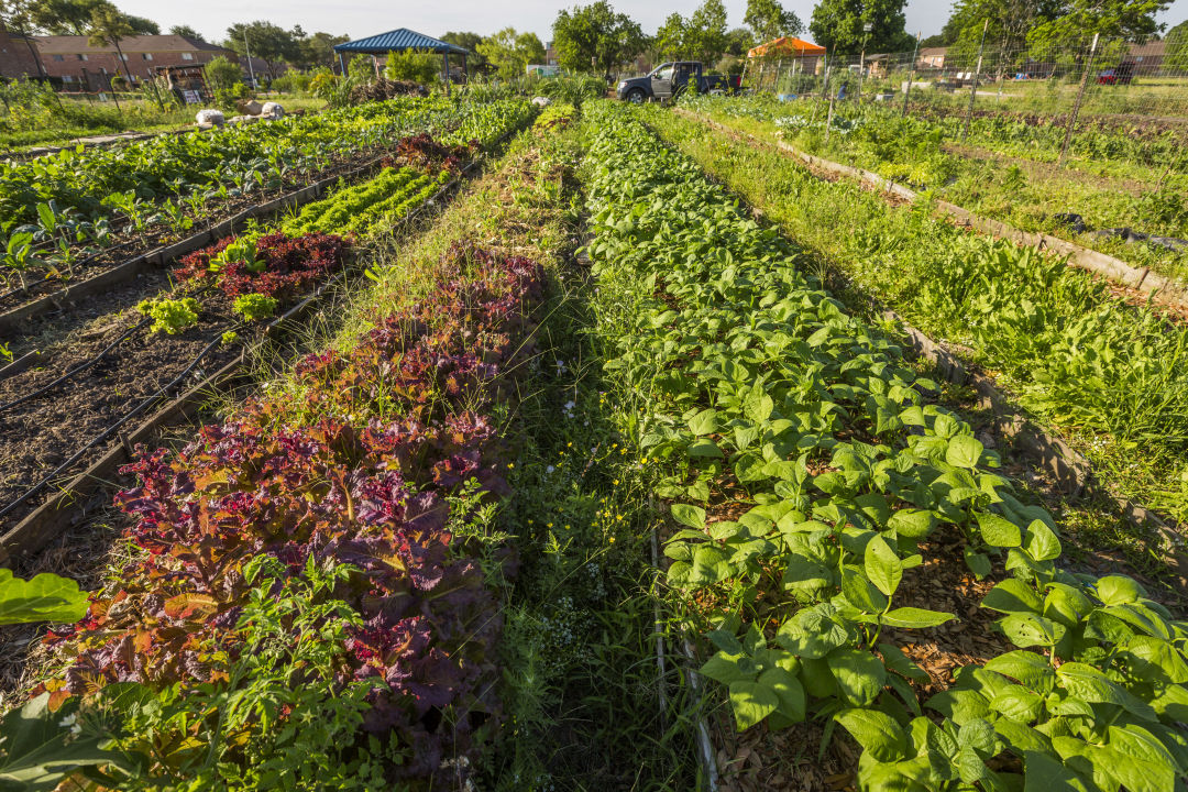 Things to Do in Houston This Weekend | Houstonia Magazine