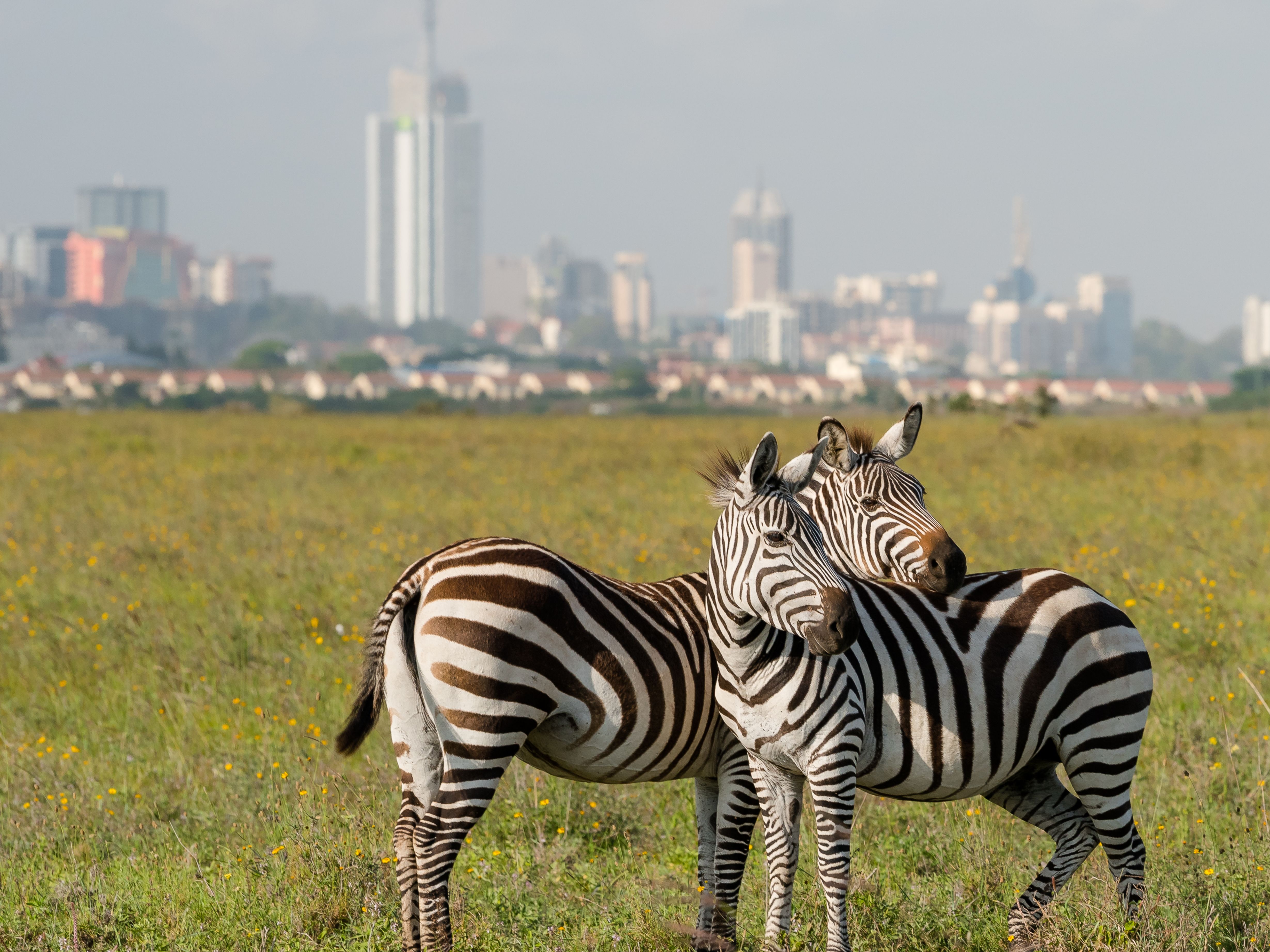 This Midcentury Modern Ranch Is Now an 'Art House' | Houstonia Magazine