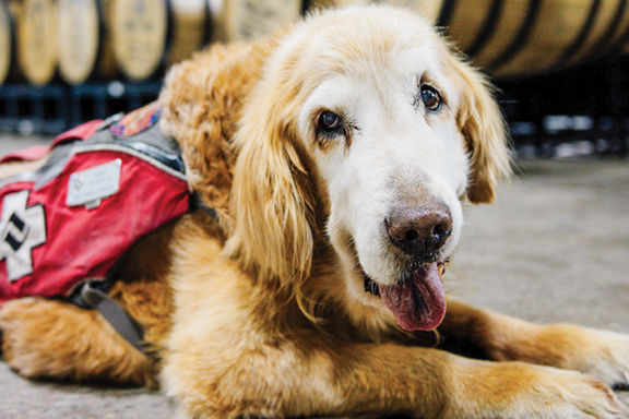 Bourbon Tributes Vail Rescue Dog | Vail-Beaver Creek Magazine