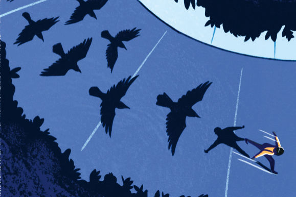 Crows Attack in Seattle | Seattle Met