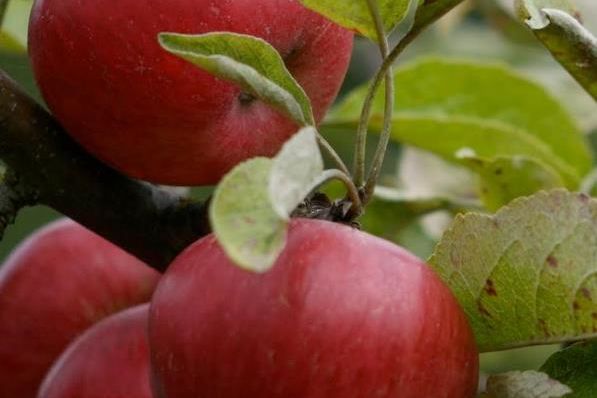 Capitol Cider Bar Coming to Pike/Pine | Seattle Met