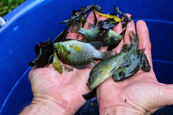 Mote Scientists Study Fish in Flood Control Canals | Sarasota Magazine