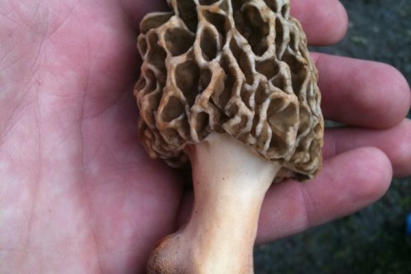 Mushroom Hunting | Portland Monthly