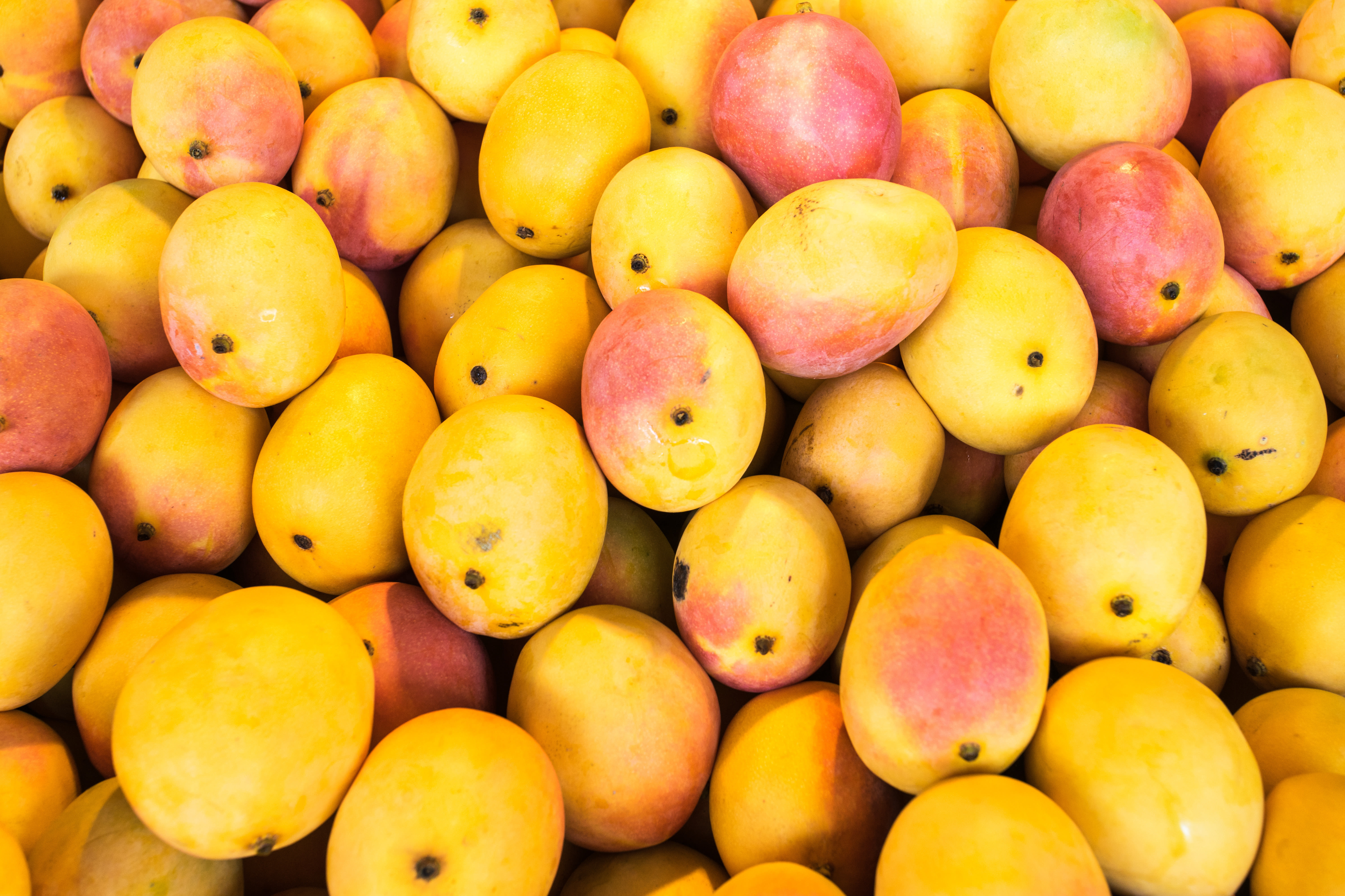 There's Nothing Like Gorging on Mangoes in the Summer | Sarasota Magazine