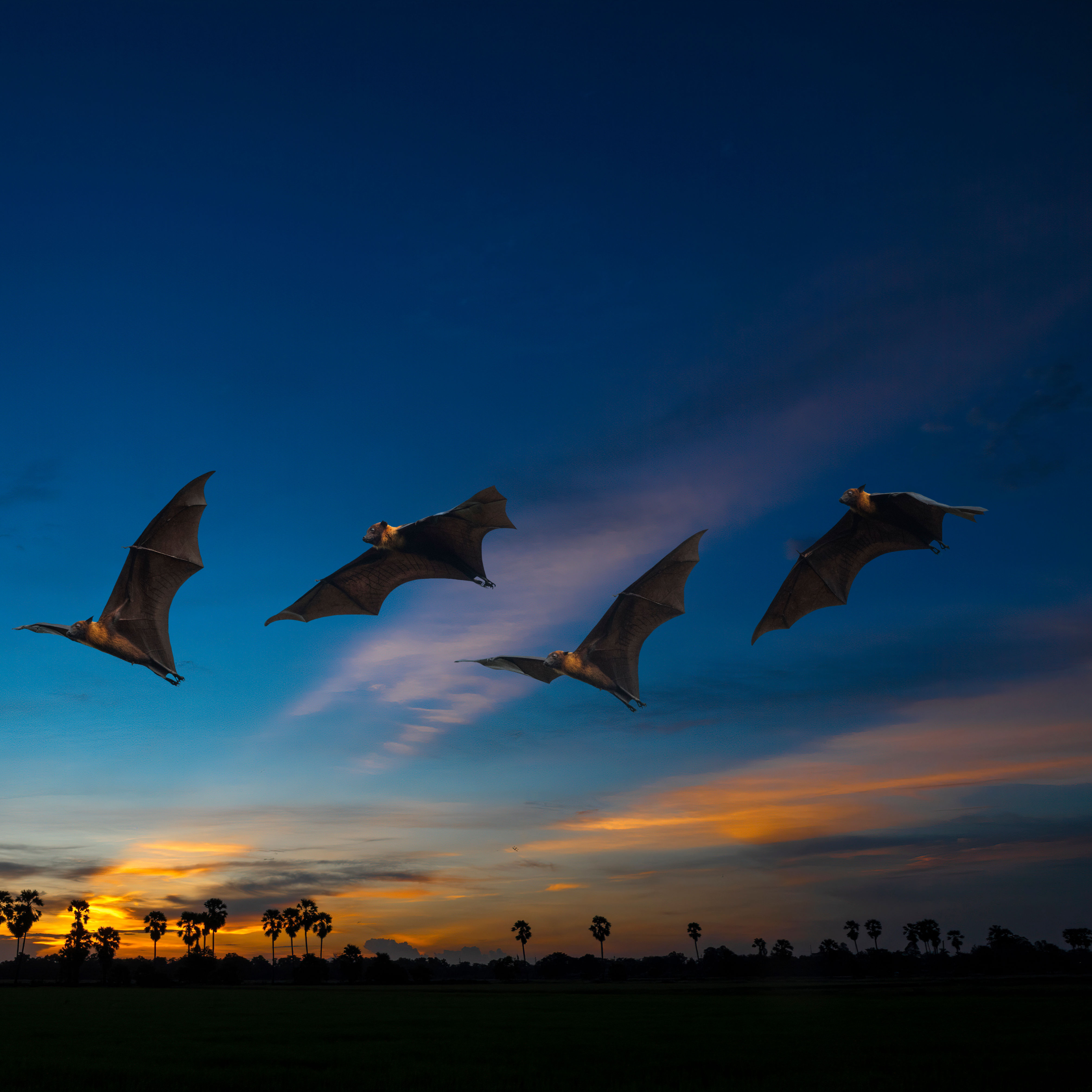 Independent birds/Shutterstock.com | Sarasota Magazine
