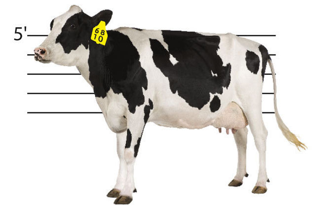 Washington’s Mad Cow Scare, 10 Years Later | Seattle Met