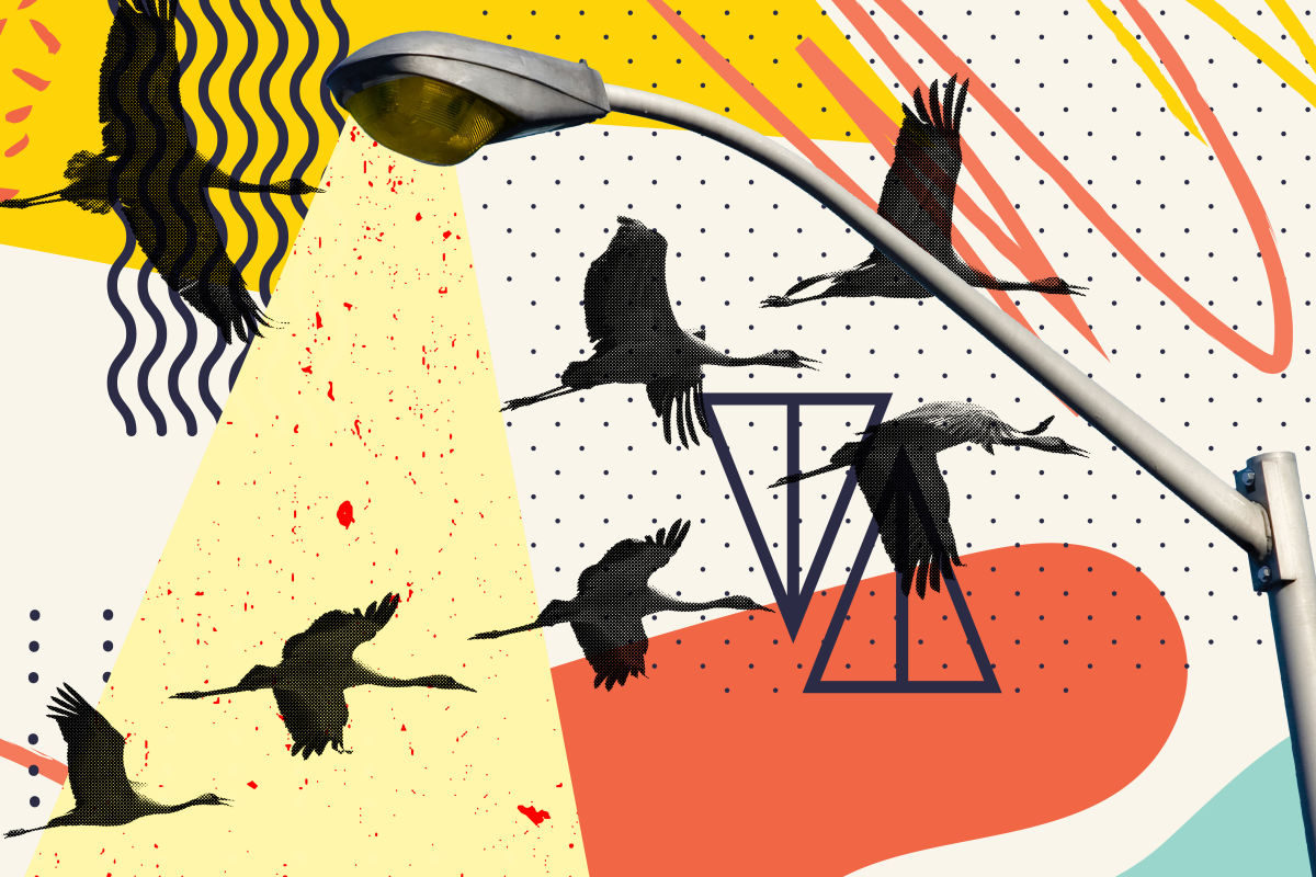 How to Save the Birds | Houstonia Magazine