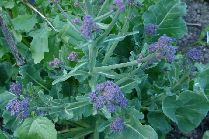 Grow Rapini or Spring Raab | Portland Monthly