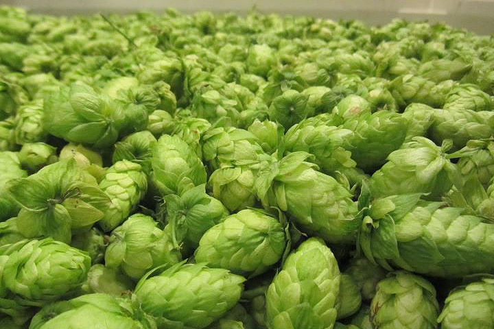 The Fresh-Hop Phenomenon | Portland Monthly