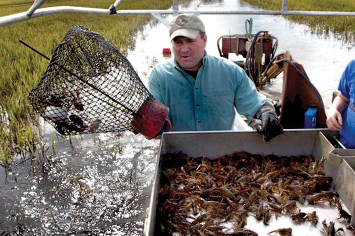 Where Should Your Crawfish Be Sourced? | Houstonia Magazine