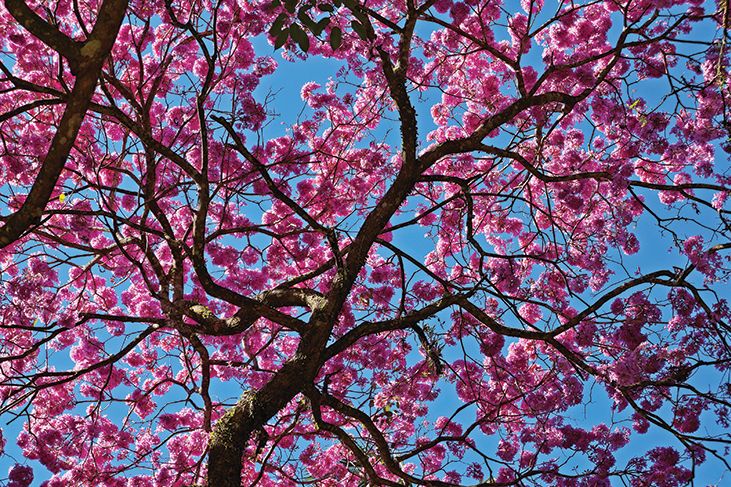 Florida's Flowering Trees Are a Splashy Sight to Behold | Sarasota Magazine
