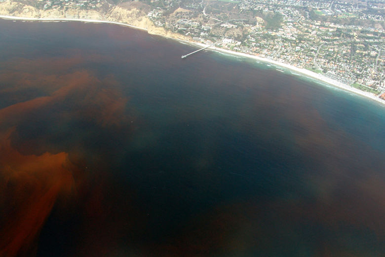 USF Research Suggests Low Chance of Red Tide This Year | Sarasota Magazine