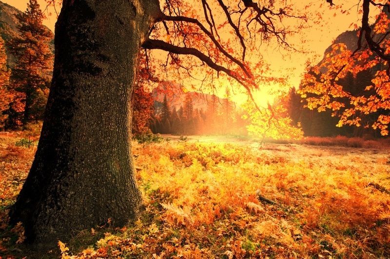 Tracking Oregon's Most Beautiful Foliage Hotspots | Portland Monthly