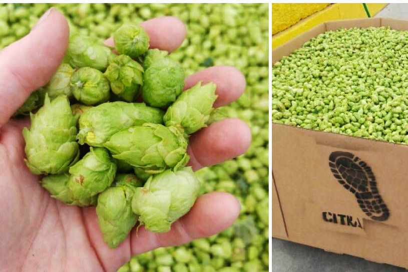 Fresh Hop Beer Is Here | Seattle Met