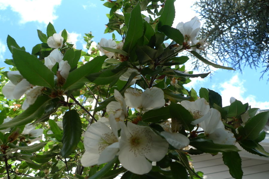 In a Tight Spot? Plant This Eucryphia! | Portland Monthly