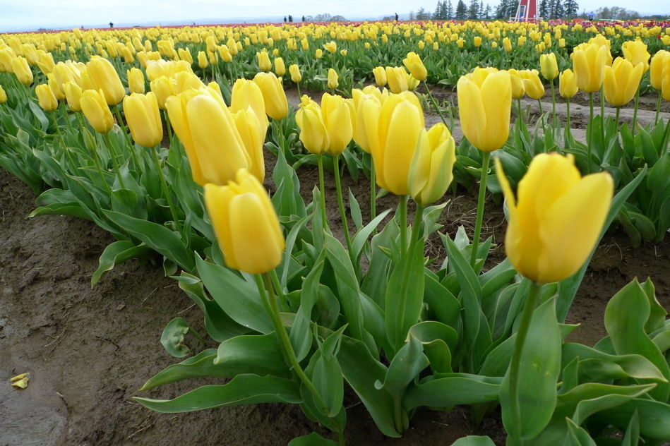 Slide Show: Tulip Fest! | Portland Monthly