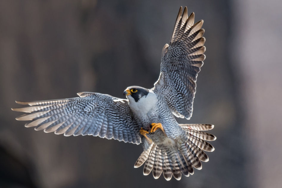 Local Birds, By the Numbers | Aspen Sojourner