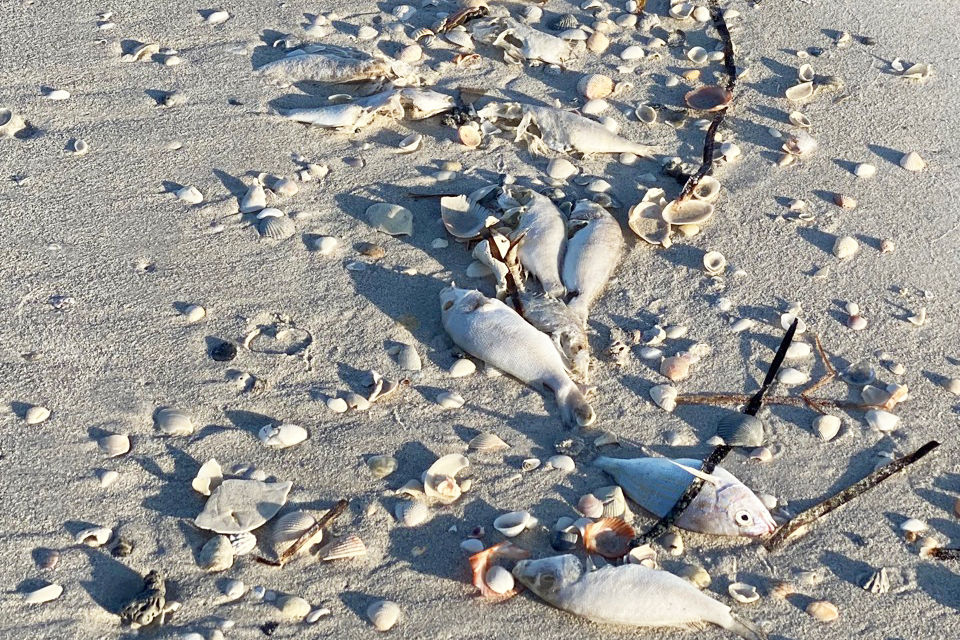 High Levels of Red Tide Are Present at Many Sarasota Beaches. So Where ...
