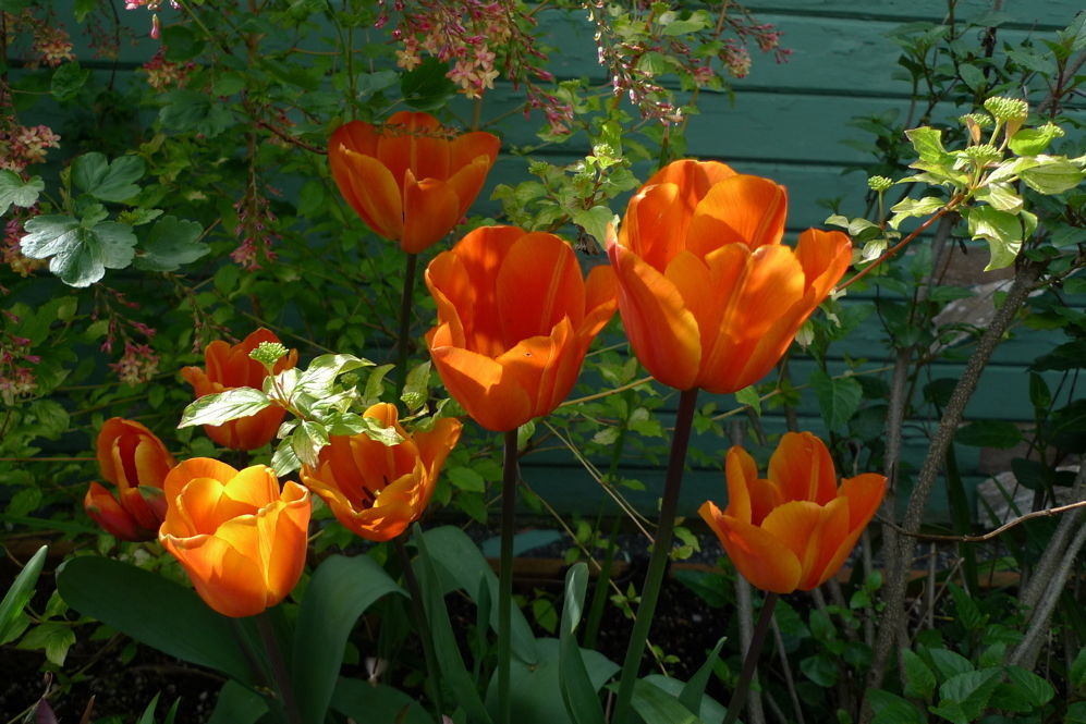 Slide Show: Tulip Time | Portland Monthly