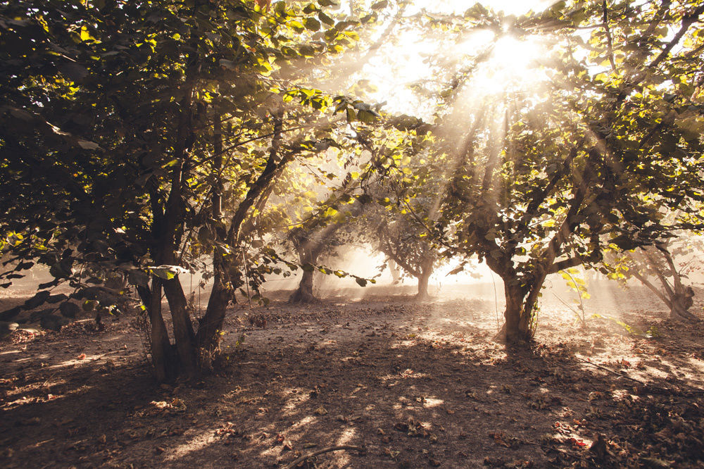 The Shell Shock: Saving Oregon’s Hazelnuts | Portland Monthly