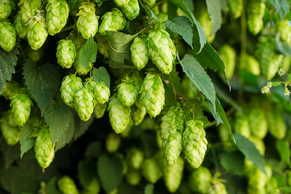 Know Your Hops: A Guide for Aspiring Beer Snobs | Portland Monthly