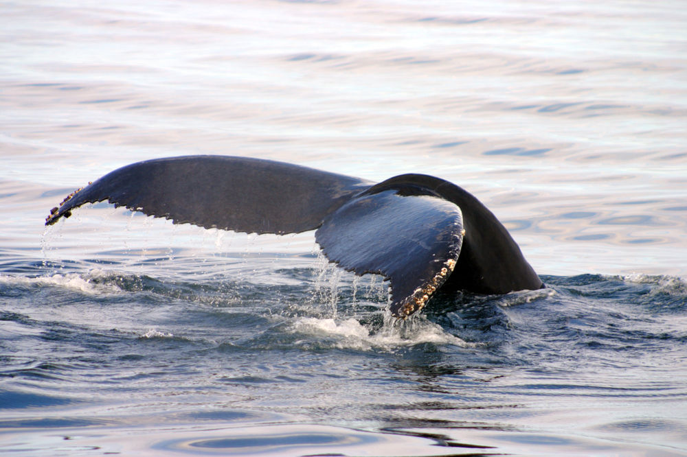Whale Watching Week Returns on the Oregon Coast | Portland Monthly