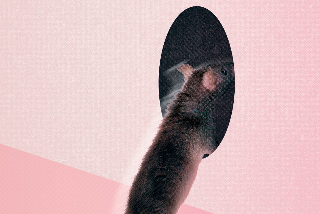 Seattle is Attempting to Evict Rats from Its Vacant Buildings | Seattle Met