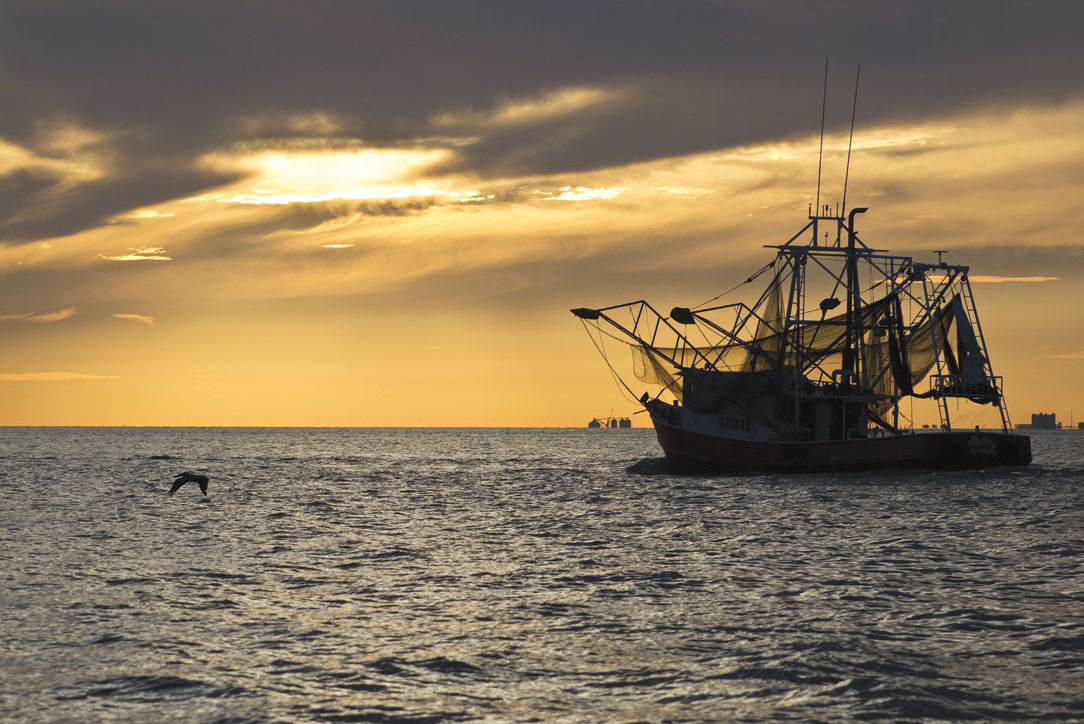 The State of Shrimping | Houstonia Magazine