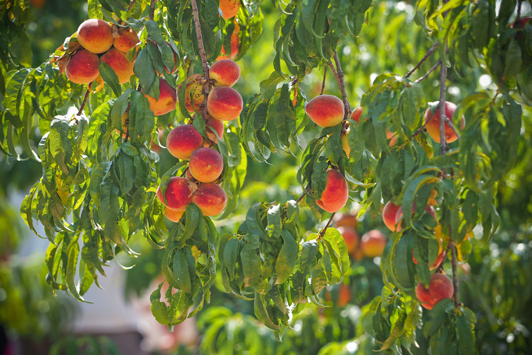 Peach Festival Fredericksburg Texas 2024 - Tybi Cornelia Peach Festival Fredericksburg Texas 2024 - Tybi Cornelia