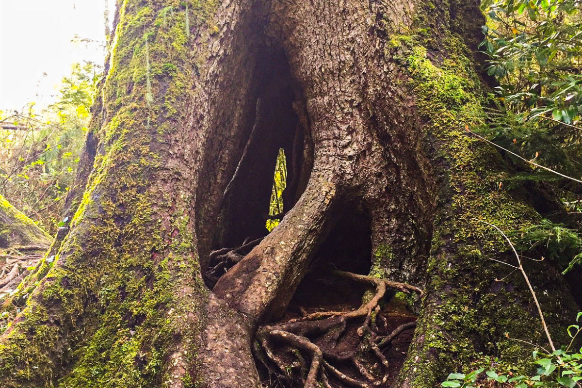 Hike of the Month: Cathedral Tree Trail in Astoria | Portland Monthly