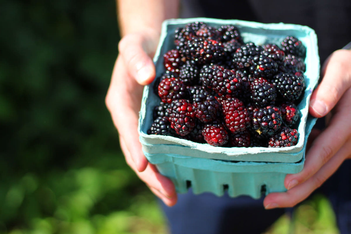 Where to Pick Your Own Berries This Fruit-Filled Season | Portland Monthly