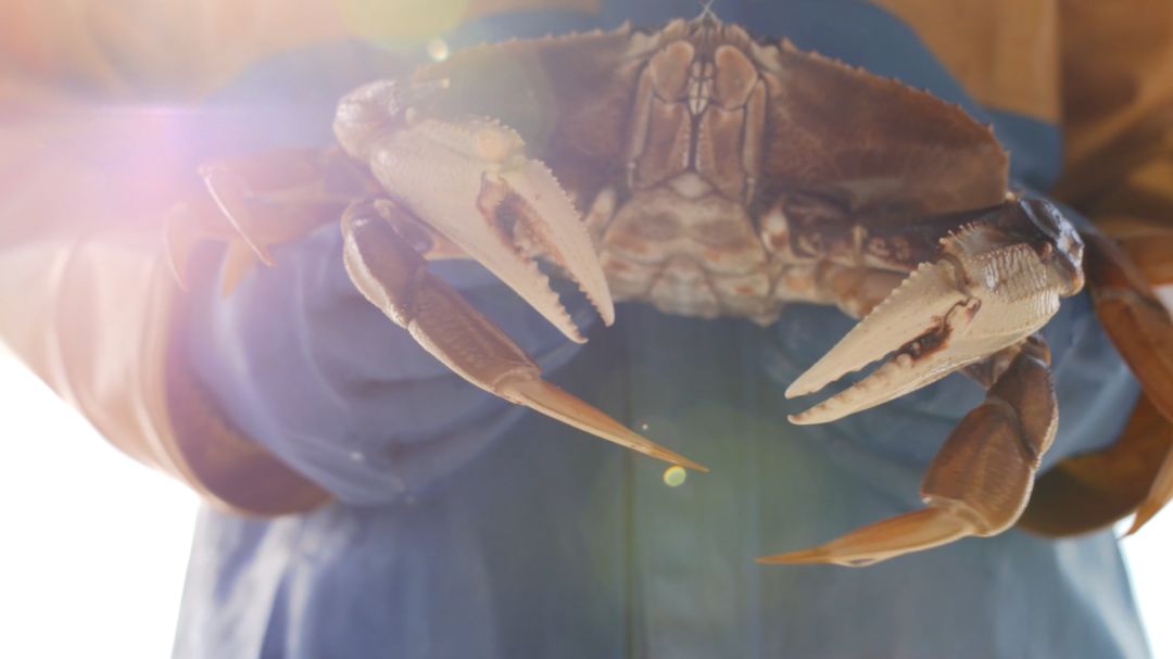Oregon Dungeness Crab | Portland Monthly