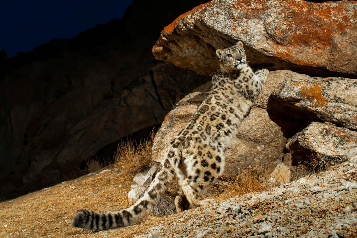 National Geographic Live Returns to Benaroya Hall! | Seattle Met