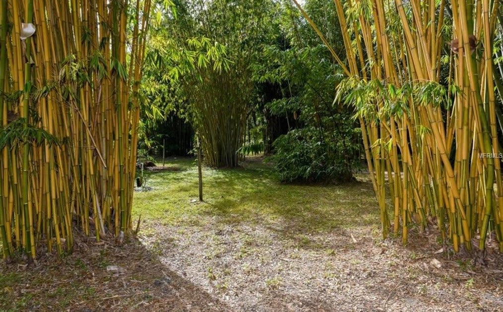For Sale: A Bamboo Farm Out East | Sarasota Magazine