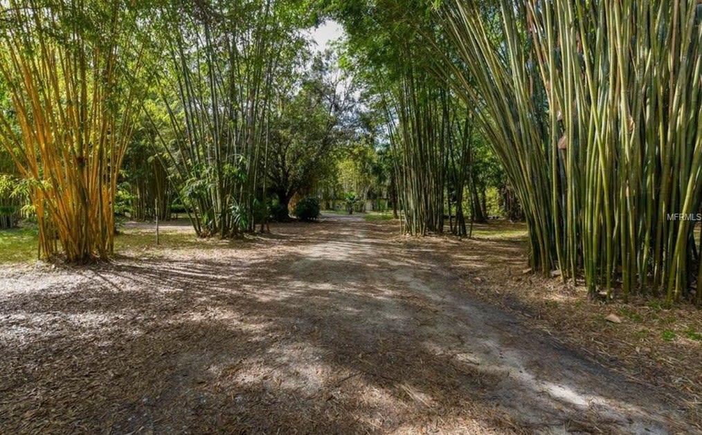 For Sale: A Bamboo Farm Out East | Sarasota Magazine