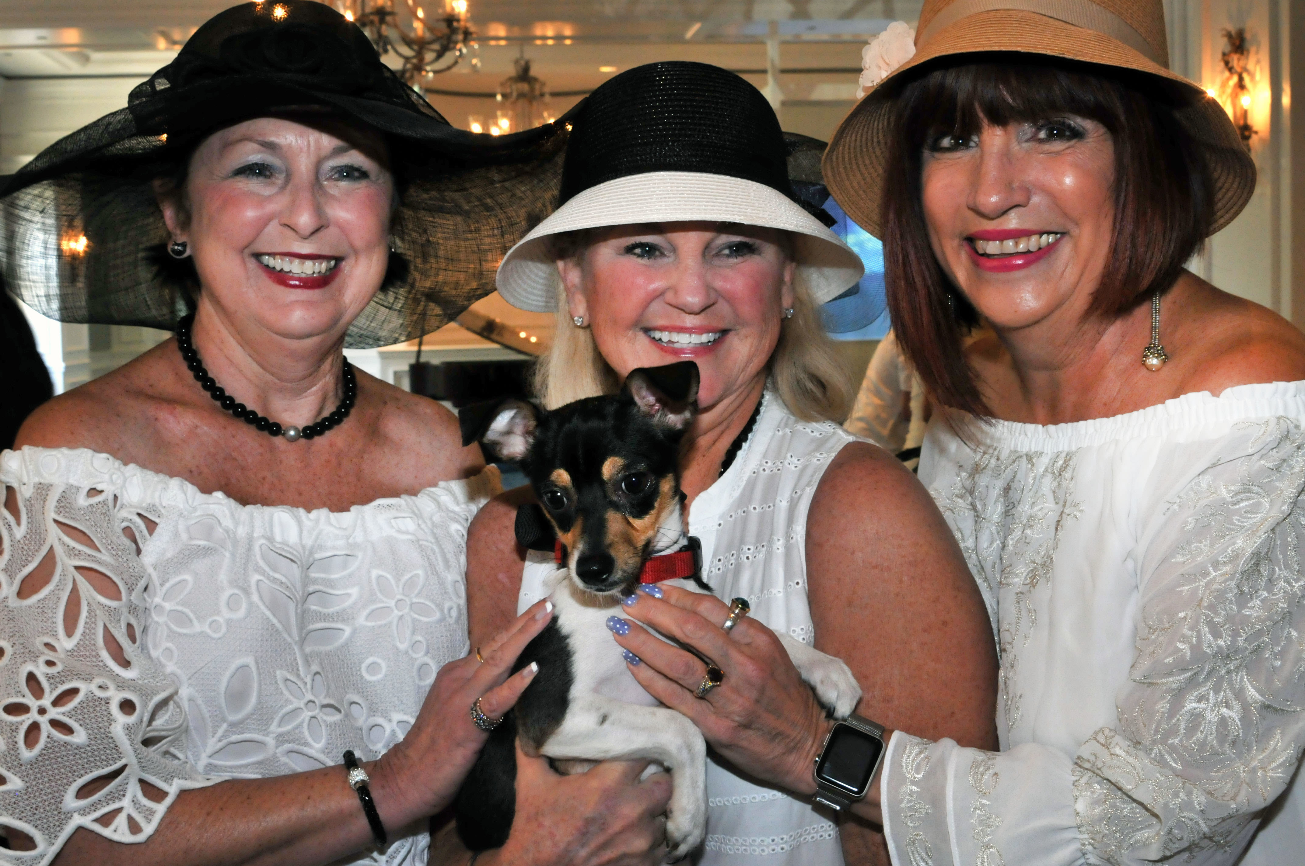 Paws on the Catwalk | Sarasota Magazine