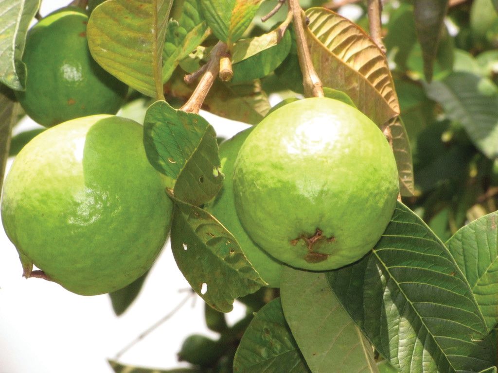 Nine Fruit Trees and Plants for the Florida Home | Sarasota Magazine