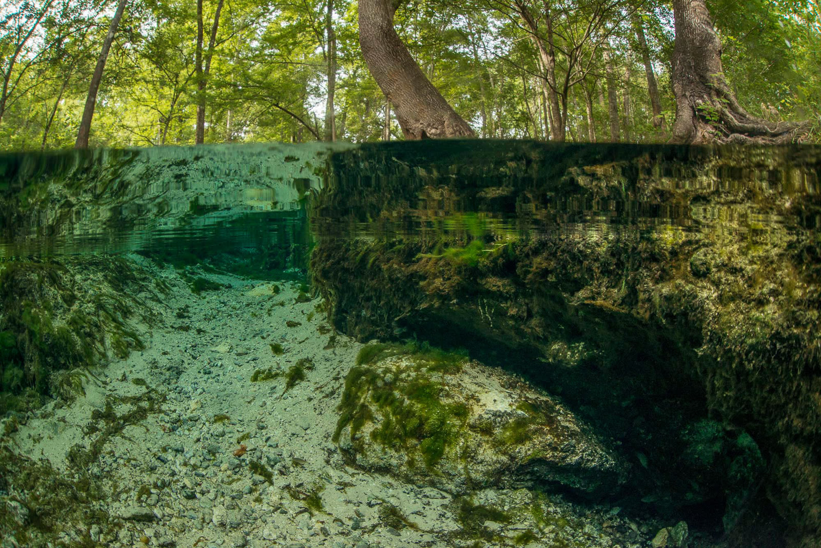 Photographer Lynne Buchanan on Cherishing Florida's Waters | Sarasota ...