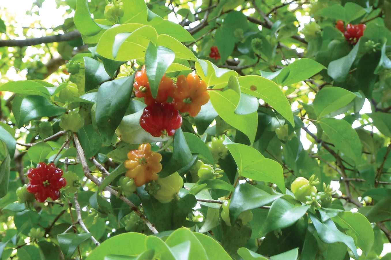 Nine Fruit Trees and Plants for the Florida Home | Sarasota Magazine