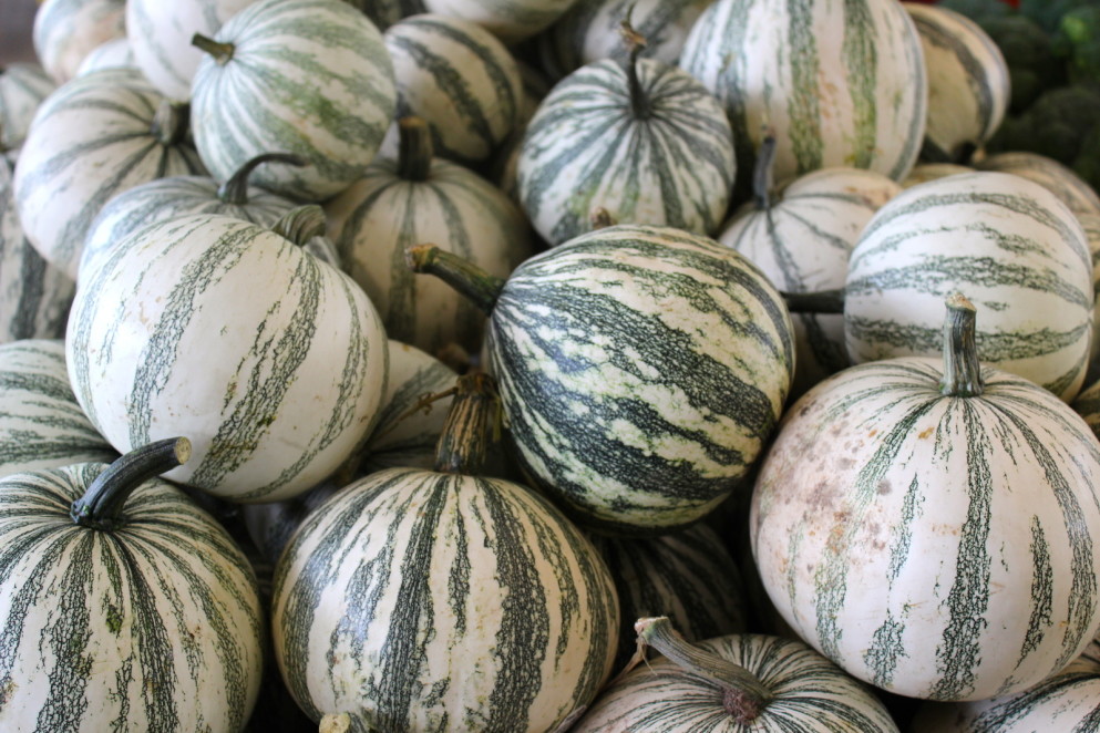 Cushaw Squash Is More Than Just Decor | Houstonia Magazine