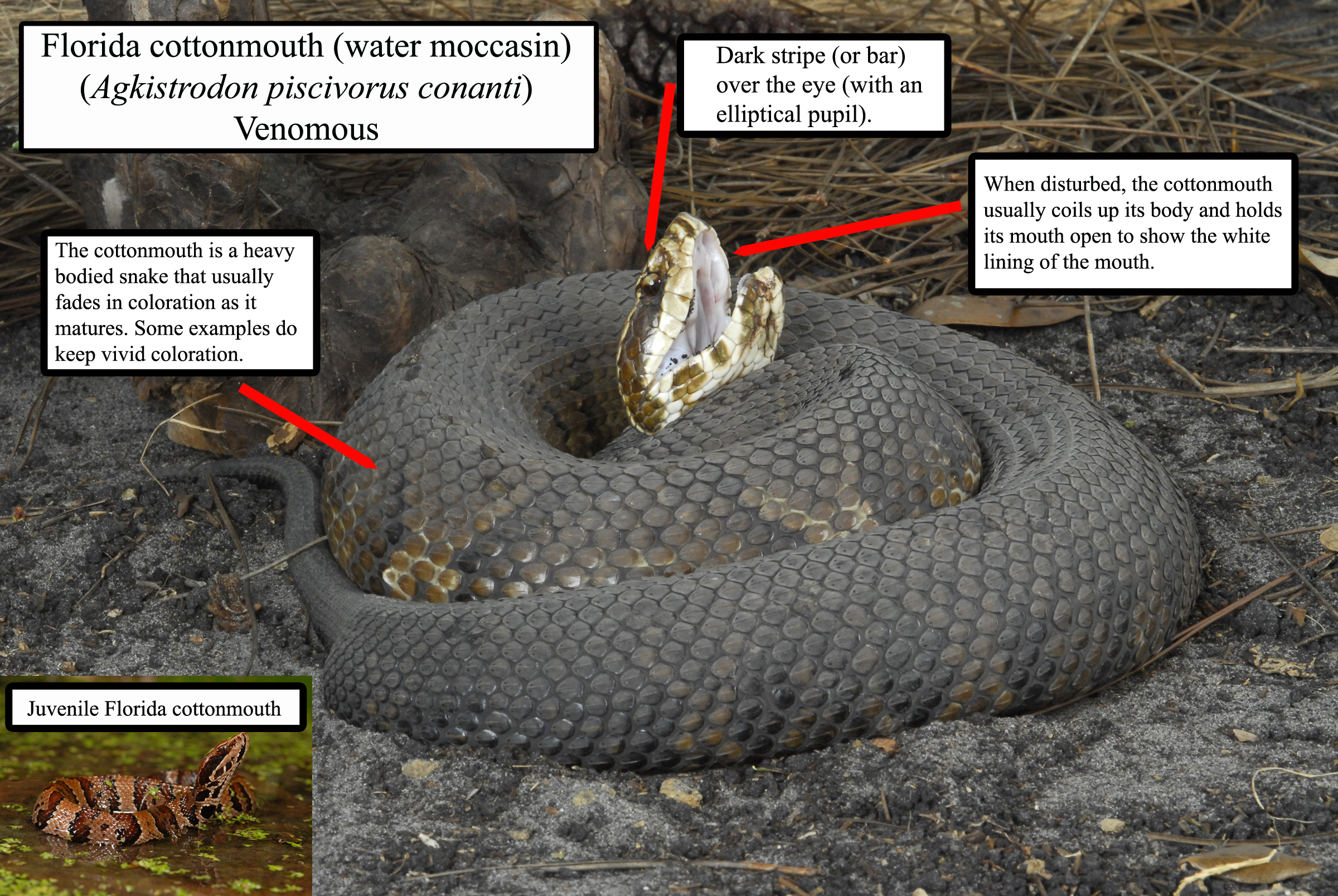 Venomous Snakes In Florida Map - Map