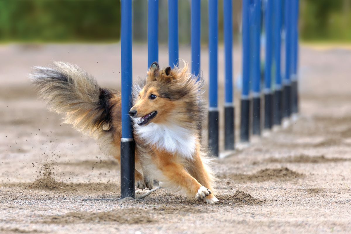 There's an Activity for Every Dog—and Every Activity Level—in Sarasota ...