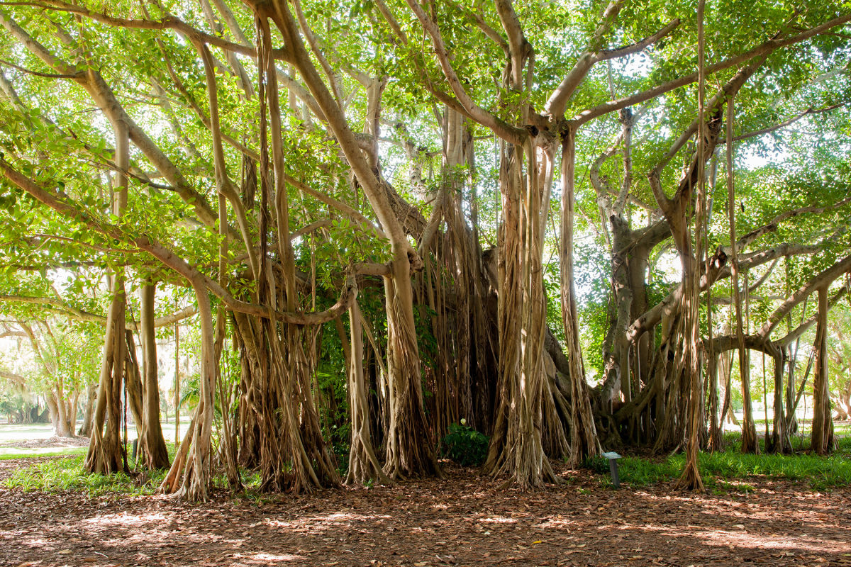 The Ringling Receives Level 2 Aboretum Accreditation | Sarasota Magazine