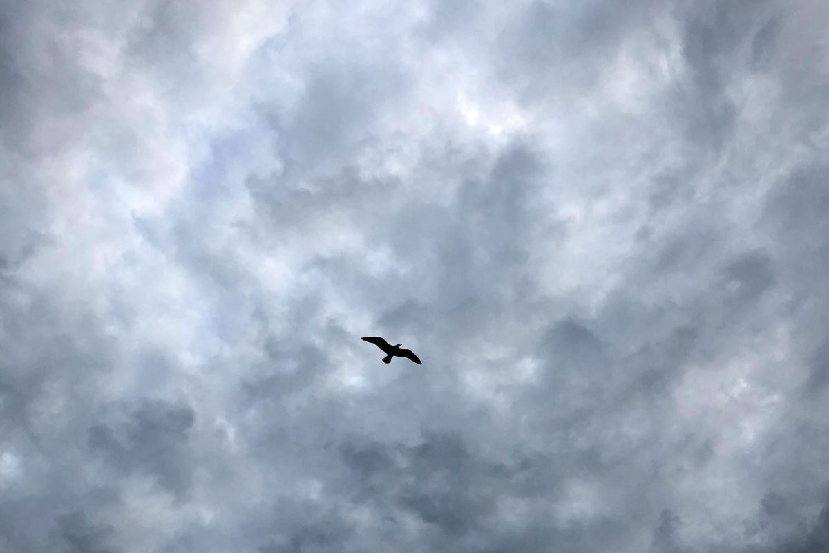 How Do Birds Survive a Hurricane? | Sarasota Magazine