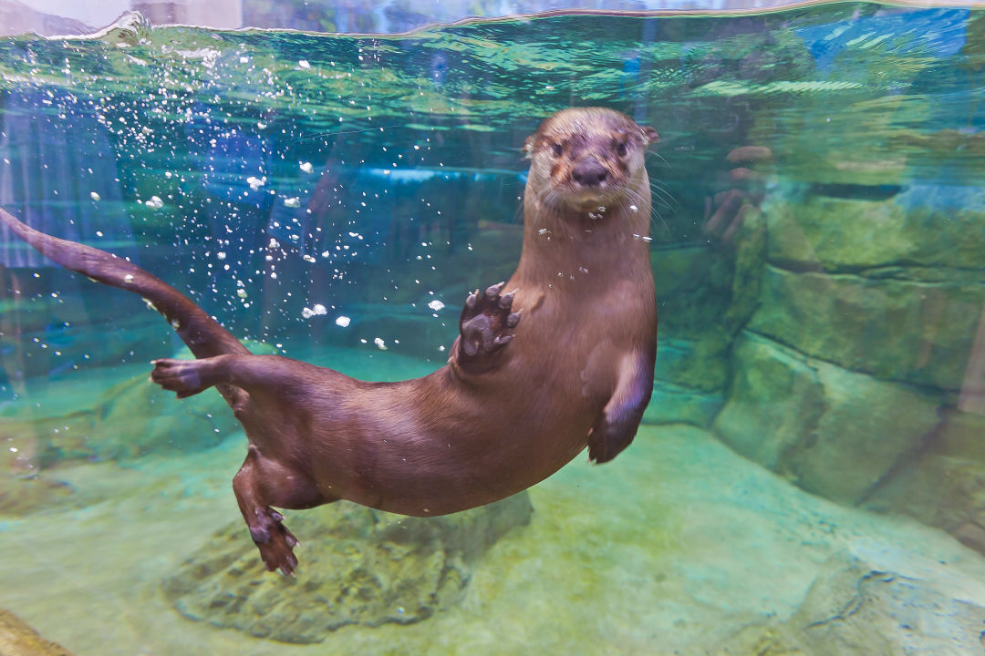 Inside the New Mote SEA | Sarasota Magazine