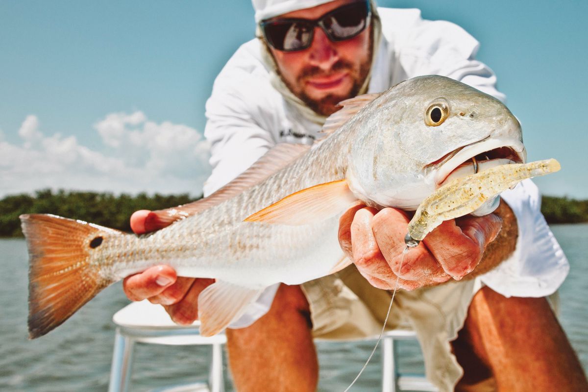 Eleven Types of Fish You'll Find in the Gulf of Mexico | Sarasota Magazine