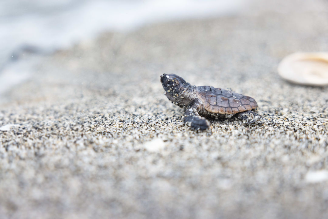 Mote Reports Record Sea Turtle Nesting Numbers for 2025 | Sarasota Magazine