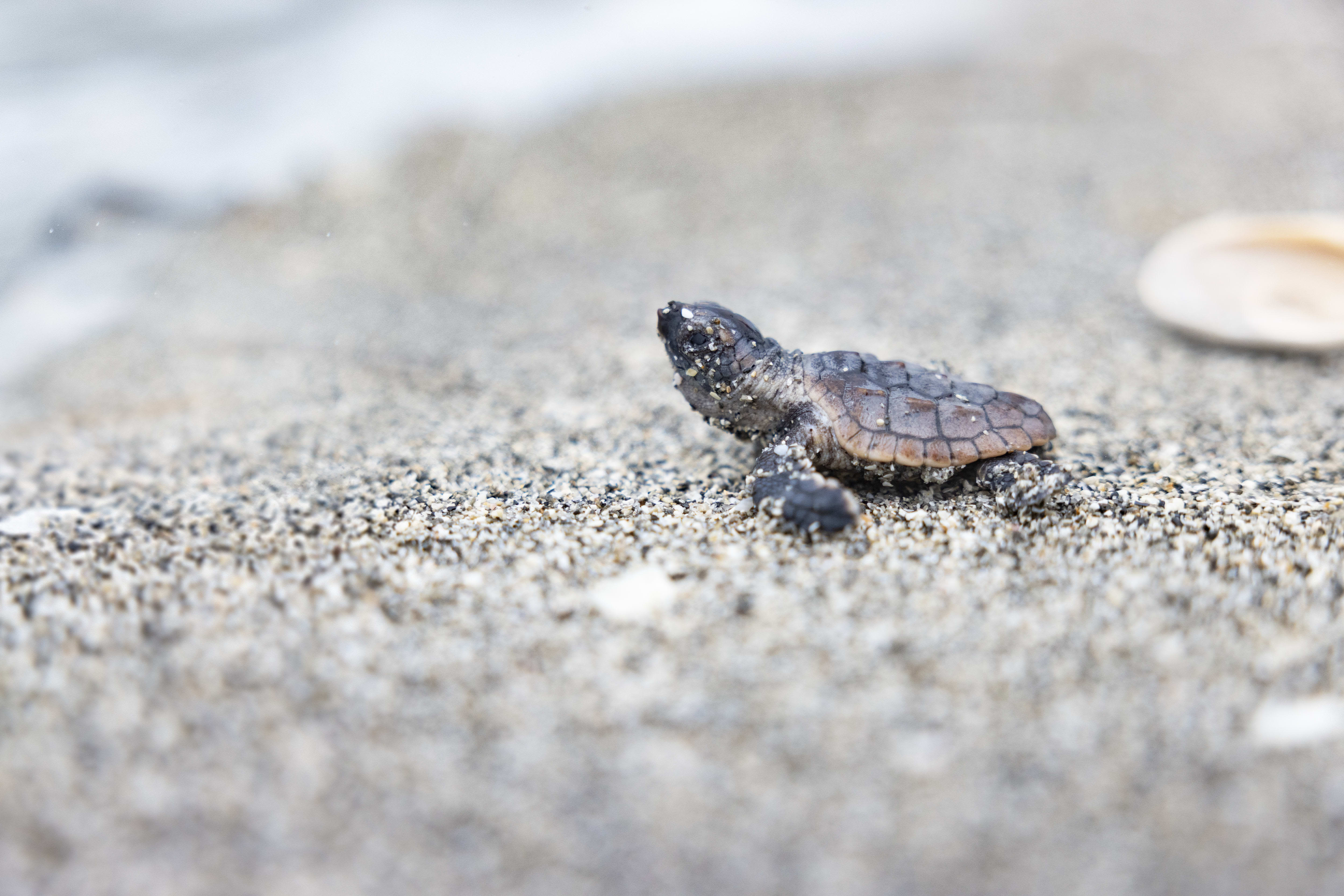 Inside the New Mote SEA | Sarasota Magazine