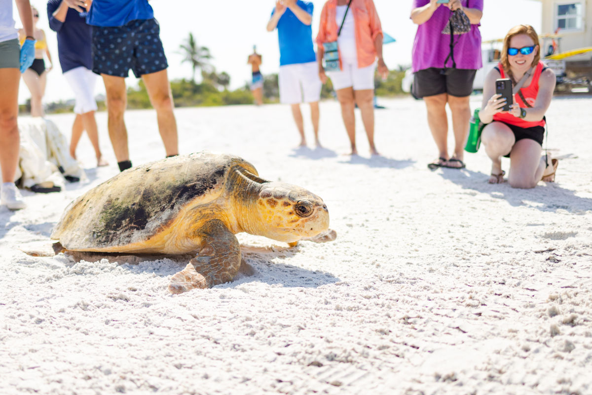 Mote Establishes Voluntary Sea Turtle Protection Zone in Sarasota ...